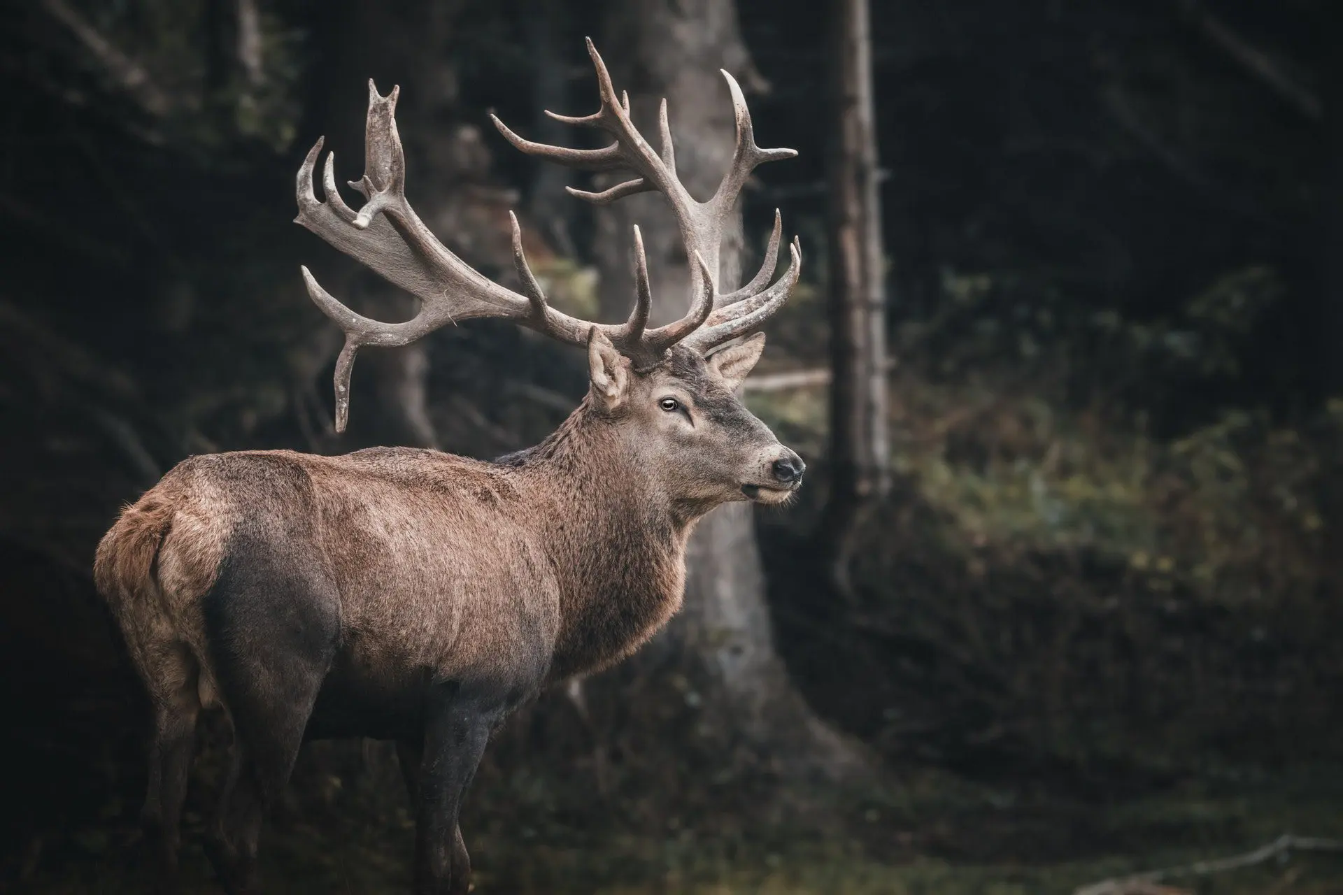 Red Stag Hunting Guides and Outfitters ⭐⭐⭐⭐⭐