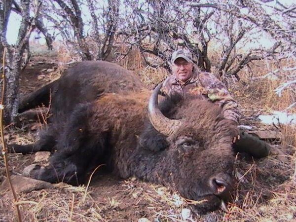 Utah Bison Hunting Trips » Outdoors International