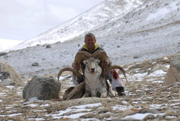World Record Marco Polo Sheep » Outdoors International