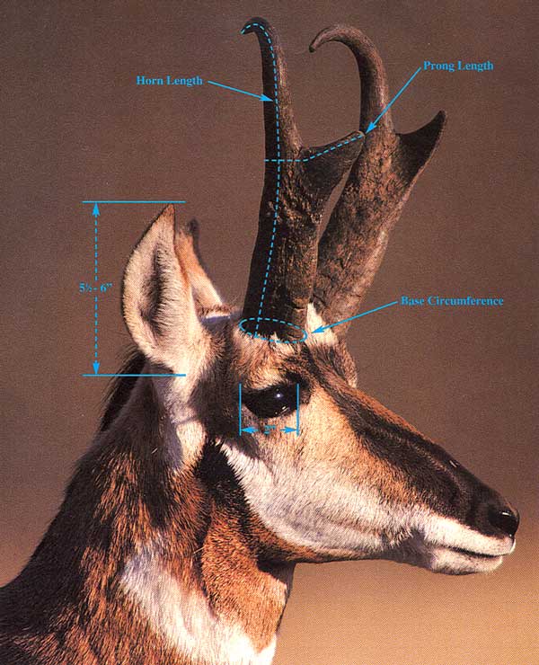 Field Judging Pronghorn Antelope » Outdoors International