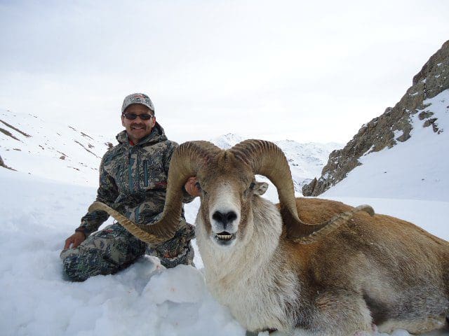 Things to Consider When Hunting Marco Polo Sheep