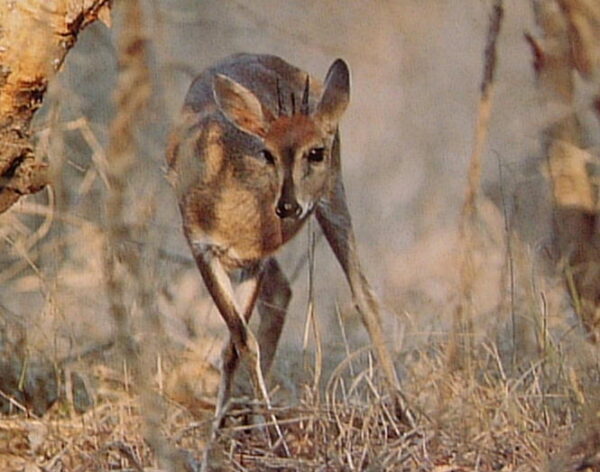 Hunting the Tiny Ten: A Guide to Small Game Hunting in Africa ...