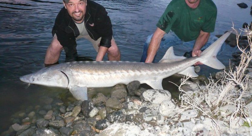 Grilled Lime-Cilantro Sturgeon Recipe » Outdoors International