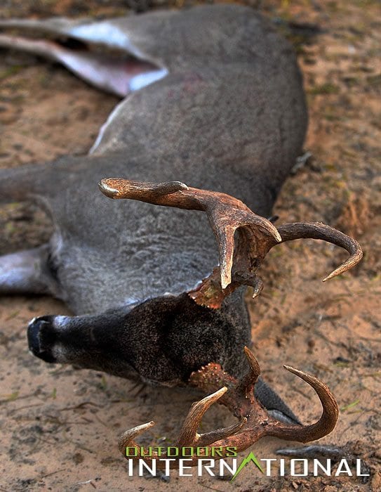 Trevor Brittingham: My Final Hunt for Indigo – An Ancient Texas Whitetail