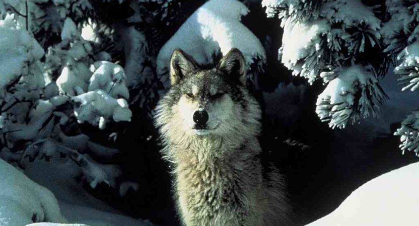 Wolf Hunting 101 - Tips on Wolf Hunting Methods and How to Call Wolves