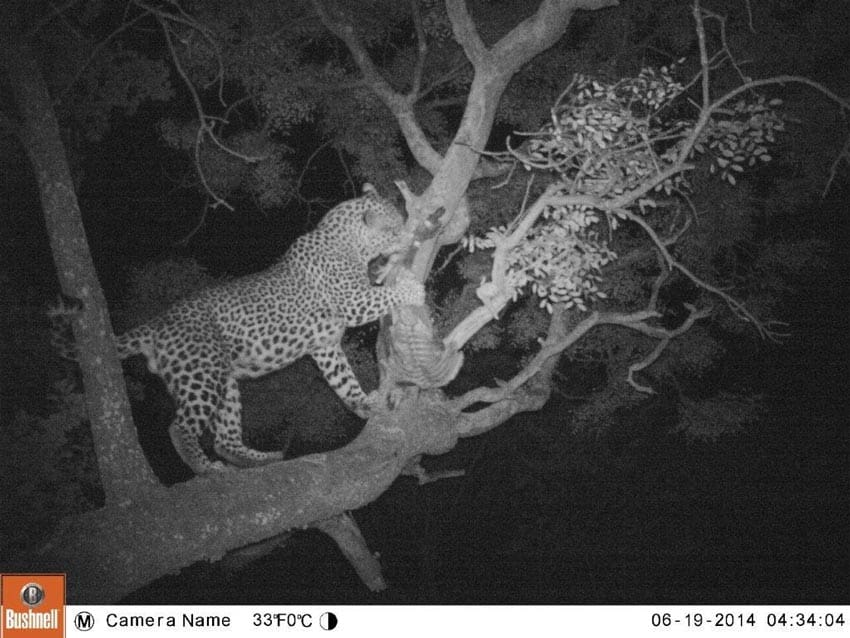 Leopard Hunting Techniques - Outdoors International