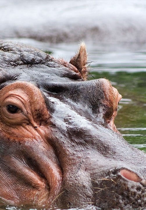 Hippo Hunts » Outdoors International