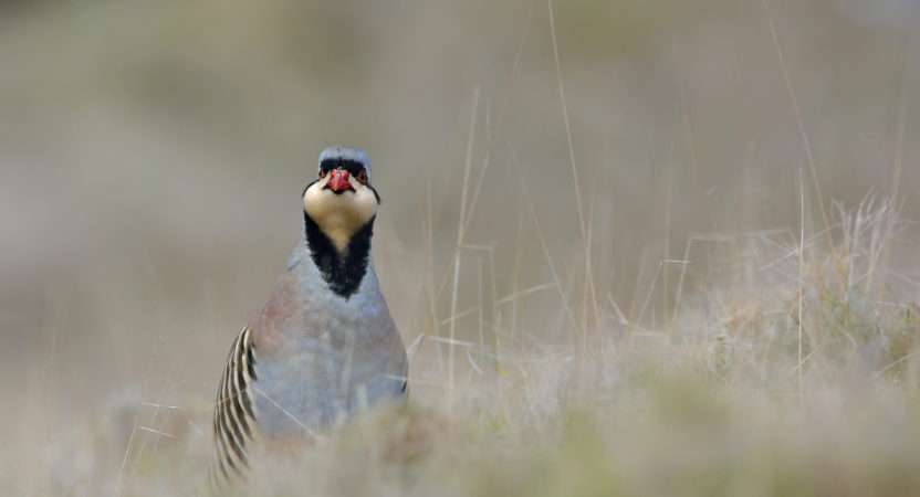 Nevada Chukar Hunting » Outdoors International