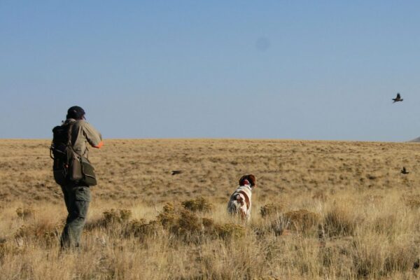 Nevada Chukar Hunting » Outdoors International