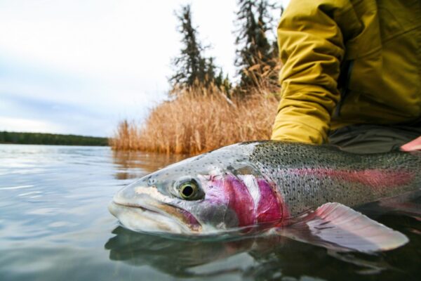 Fishing Streamers for Trout in Alaska