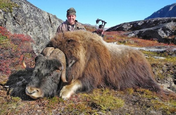 Greenland Muskox Hunt - Outdoors International