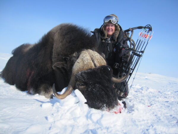 Nunavut Muskox Hunting Trips » Premier Outfitters