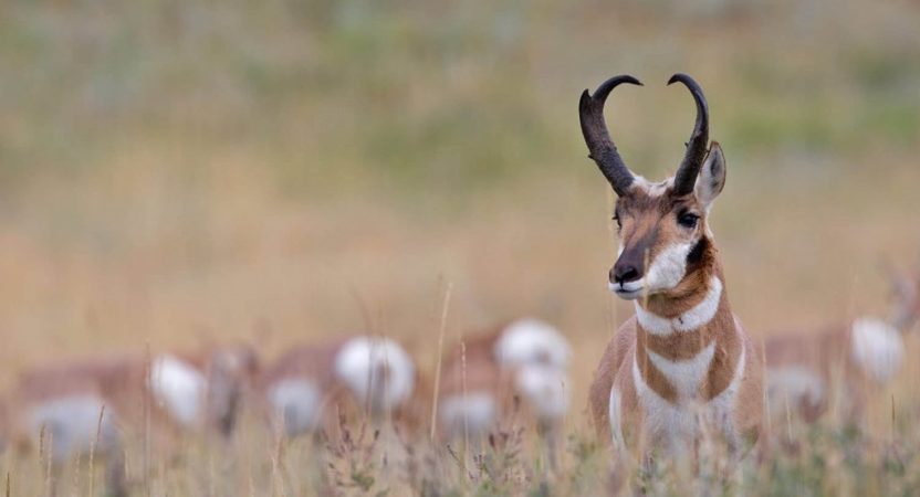 Field Judging Pronghorn Antelope » Outdoors International