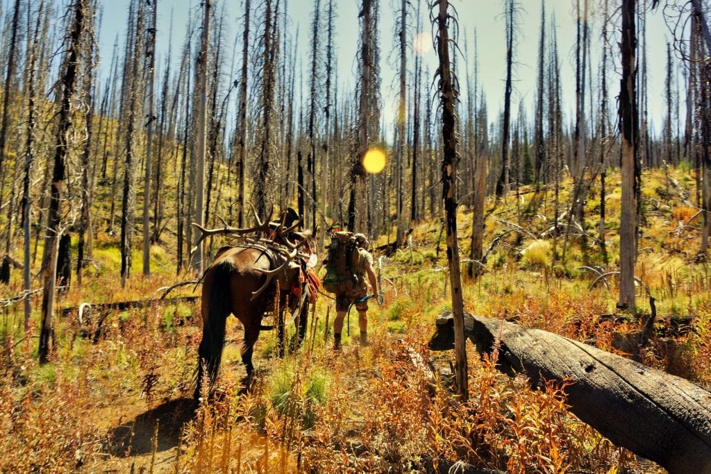 Field Judging Bull Elk - Outdoors International