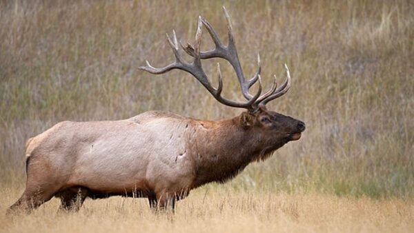 High Fence Elk Hunting Estates » 5-Star Hunting Lodges