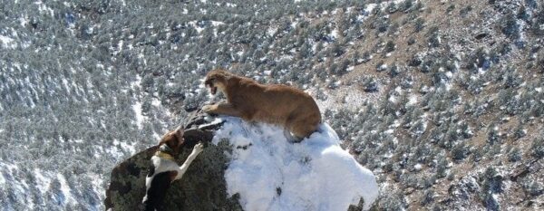 Mountain Lion Hunting Gear List » Outdoors International