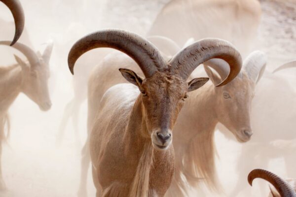 History of Aoudad Sheep in Texas » Outdoors International