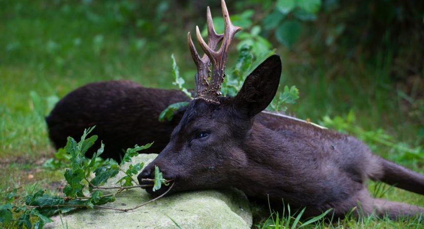 Black Roe Buck Hunts in Germany - Outdoors International