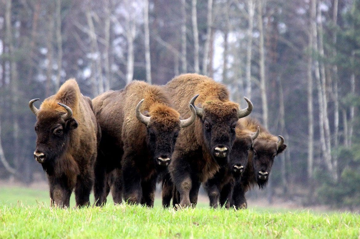 Bison Hunting Guides and Outfitters ⭐⭐⭐⭐⭐