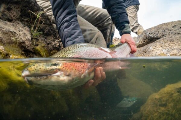 Lago Strobel Jurassic Lake Fishing Journal » by Patrick Kissel