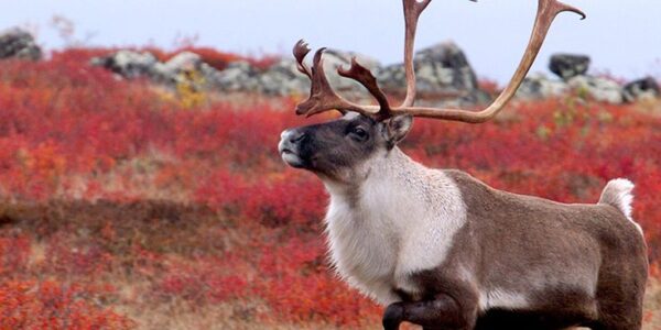 Caribou Subspecies » Outdoors International