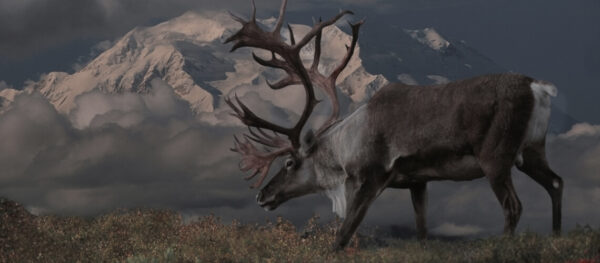 Caribou Subspecies » Outdoors International