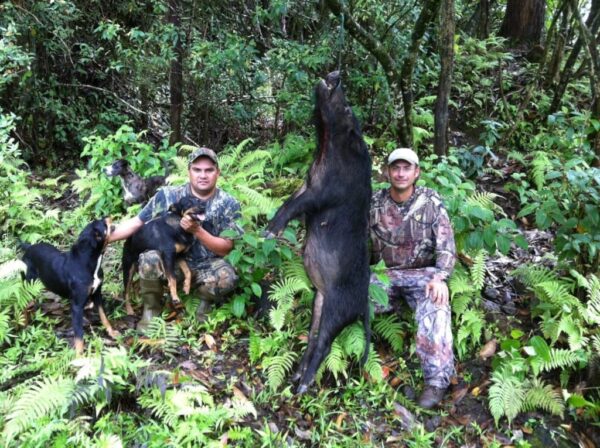 Hog Hunting Hawaii » Outdoors International