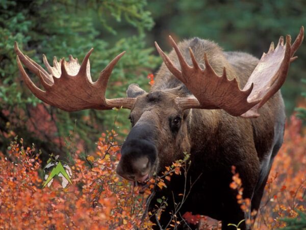 How to Field Judge a Moose » Outdoors International