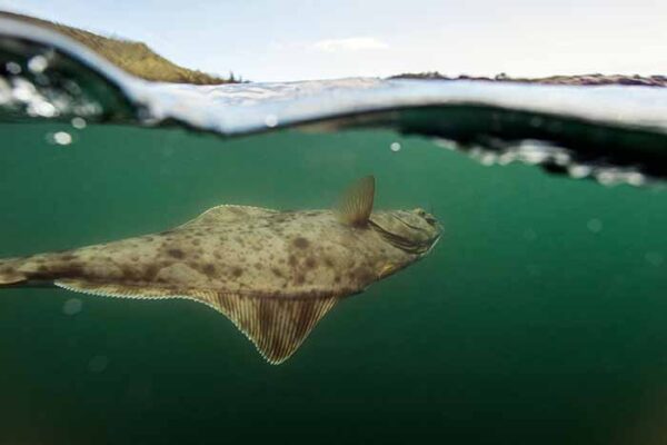 Facts About Halibut » Outdoors International