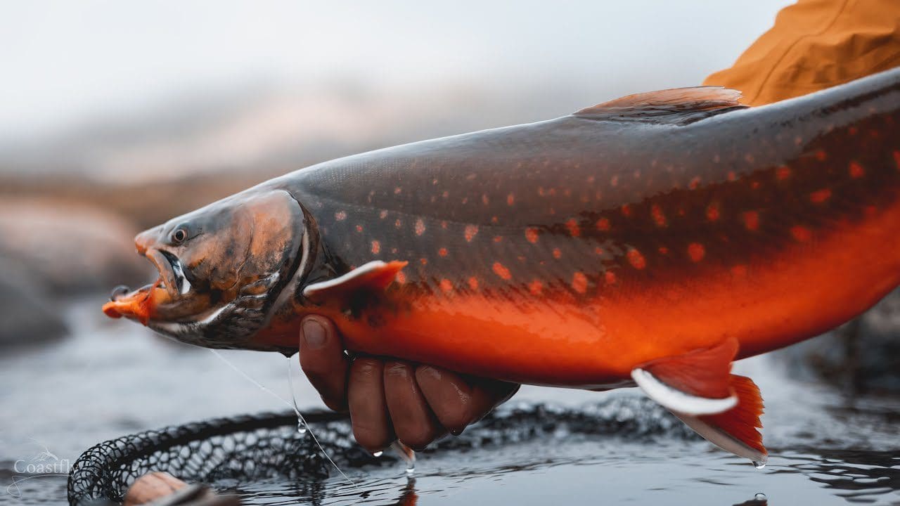 Arctic Char Fishing Guides » Outdoors International