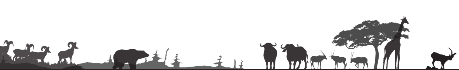 African Lion Shot Placement: A Guide for Hunters