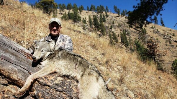 Wolf Hunt in Idaho » Outdoors International