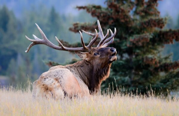 Subspecies of Elk » Outdoors International