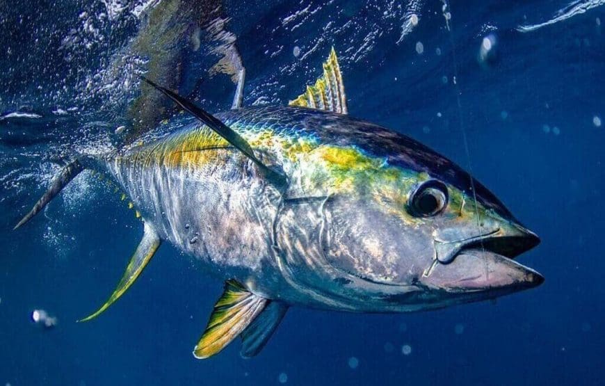 Tuna Fishing Trips | Yellowfin, Bluefin, Bigeye & More » Outdoors ...