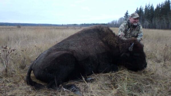Alberta Bison Hunt » Outdoors International