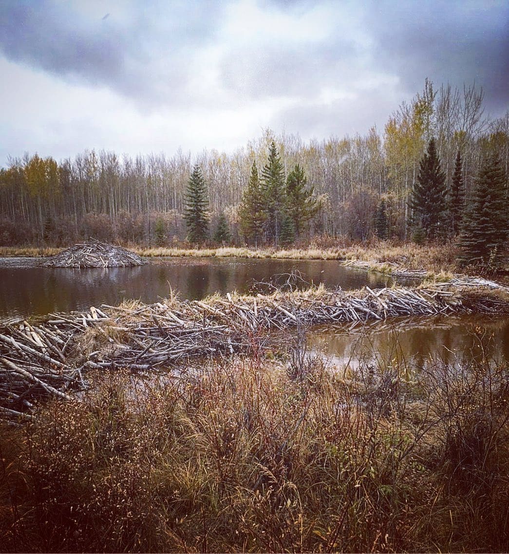 Alberta Moose Hunting Outfitters and Guides