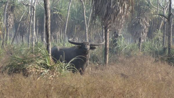 Australia Water Buffalo Hunt » Outdoors International