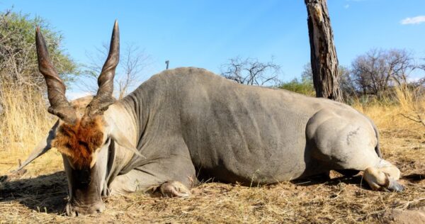 Eland Hunting » Outdoors International