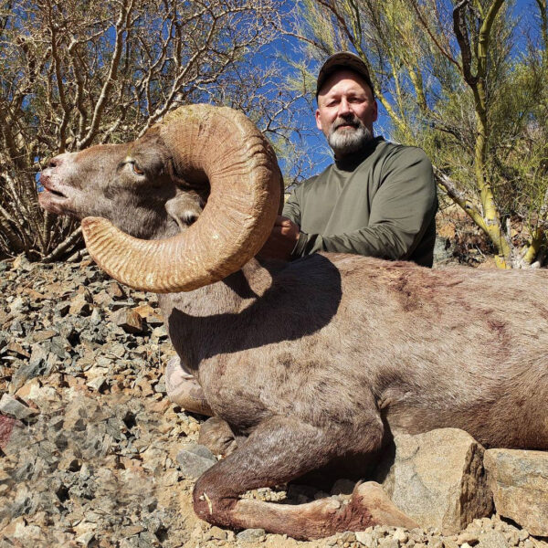 Mexico Desert Bighorn Sheep Hunting Trips