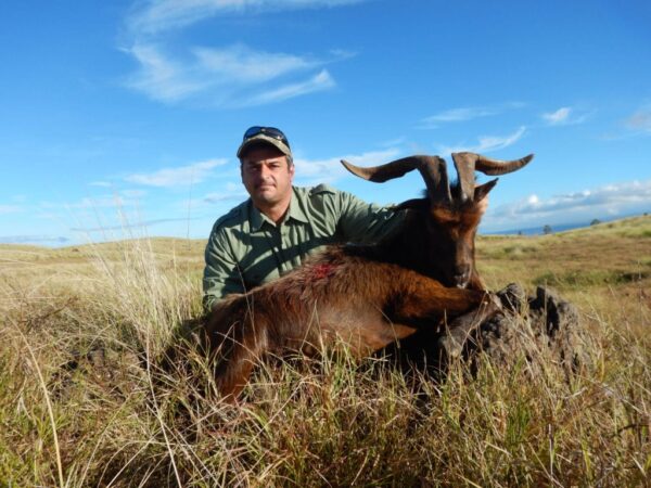 Hunting in Hawaii Big Island » Outdoors International
