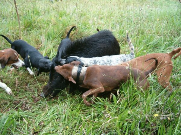 Hunting in Hawaii Big Island » Outdoors International