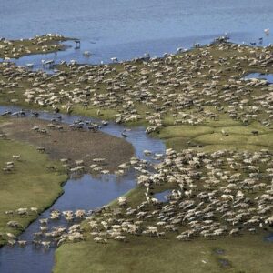 Alaska Caribou Drop Hunt » Outdoors International