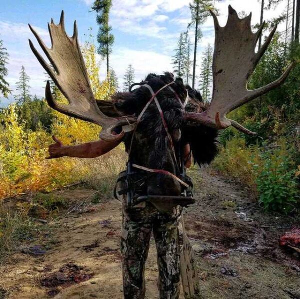 Washington Moose Hunting Trips » Premier Outfitters