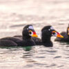 Expert Advice for a Successful Alaska Duck Hunting Trip