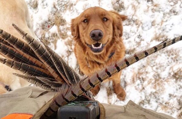 The Best Bird Dog Breeds » Outdoors International