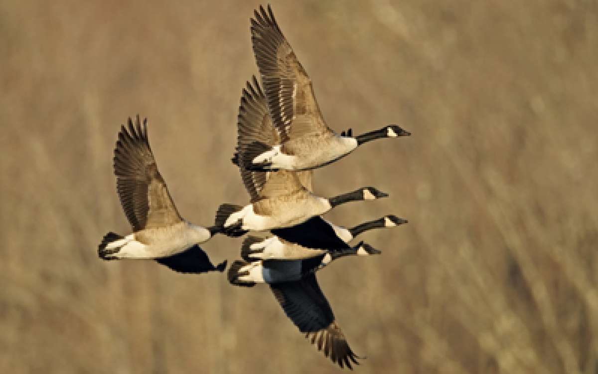 Goose Hunts Trips » Outdoors International