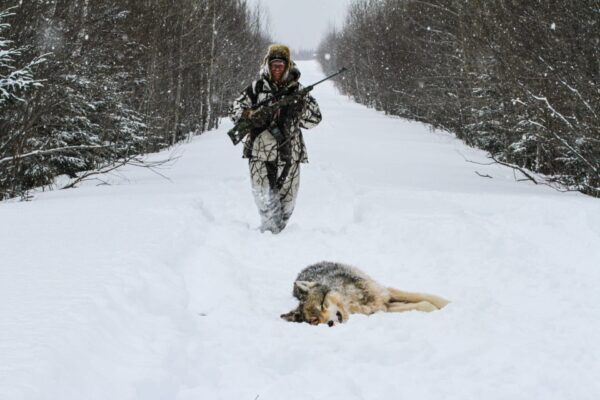 Ontario Wolf Hunting » Outdoors International