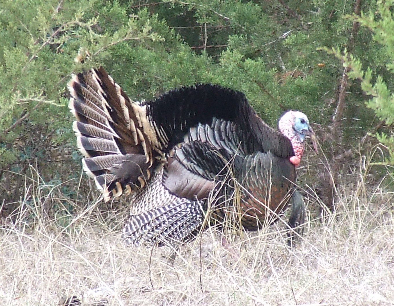 Wild Turkey World Slam Hunts: Gould’s + Ocellated » Outdoors International
