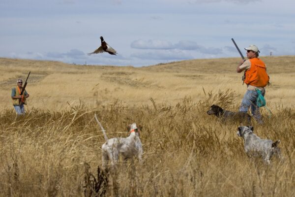 The Best Bird Dog Breeds » Outdoors International