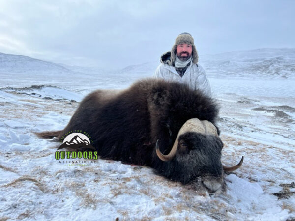 Greenland Muskox Hunt » Outdoors International